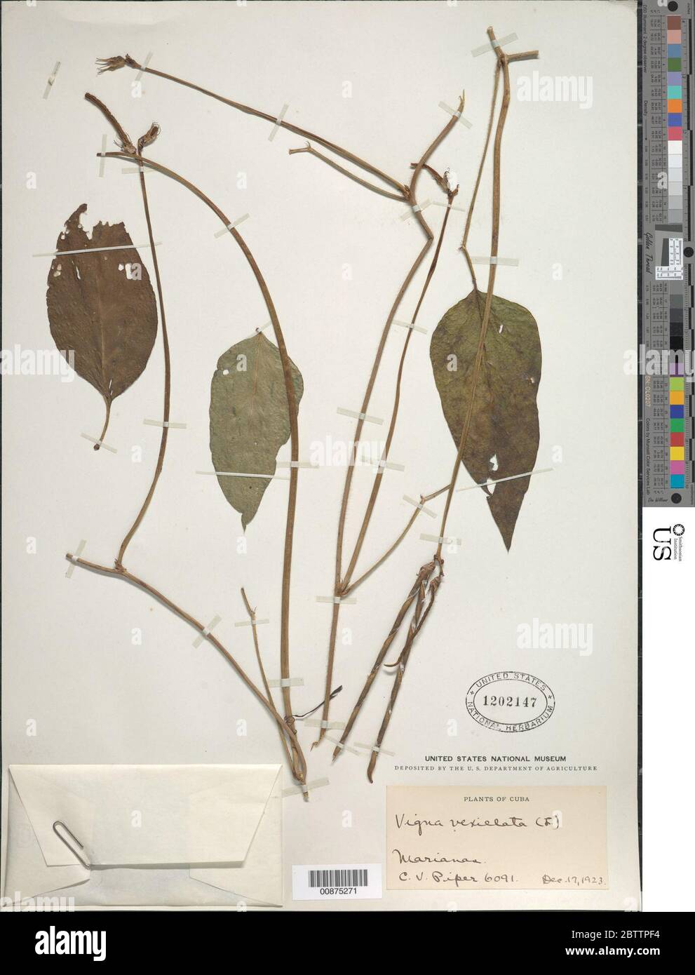 Vigna vexillata L A Rich Stock Photo - Alamy