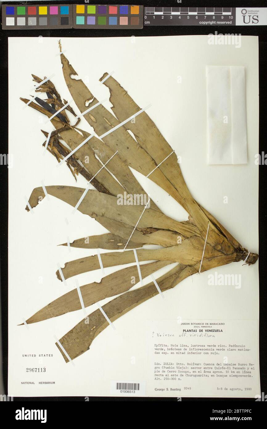 Vriesea genus hi-res stock photography and images - Alamy