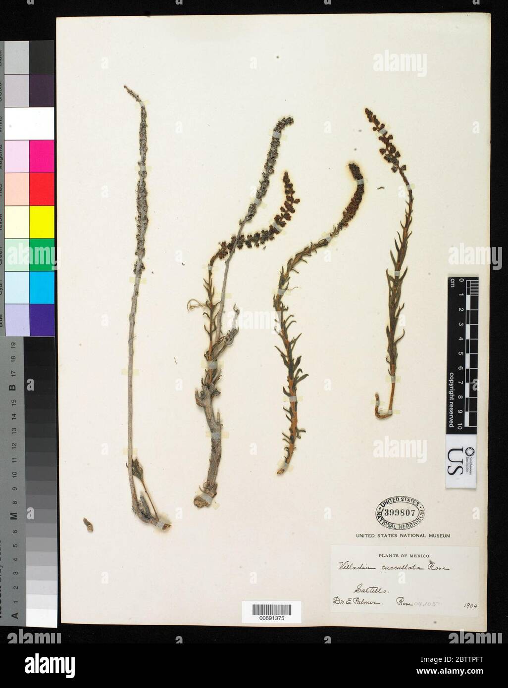 Villadia cucullata Rose Stock Photo - Alamy