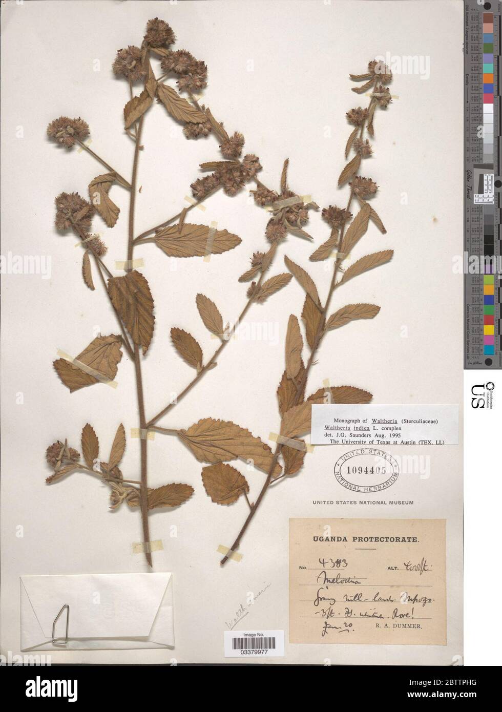 Waltheria indica hi-res stock photography and images - Alamy