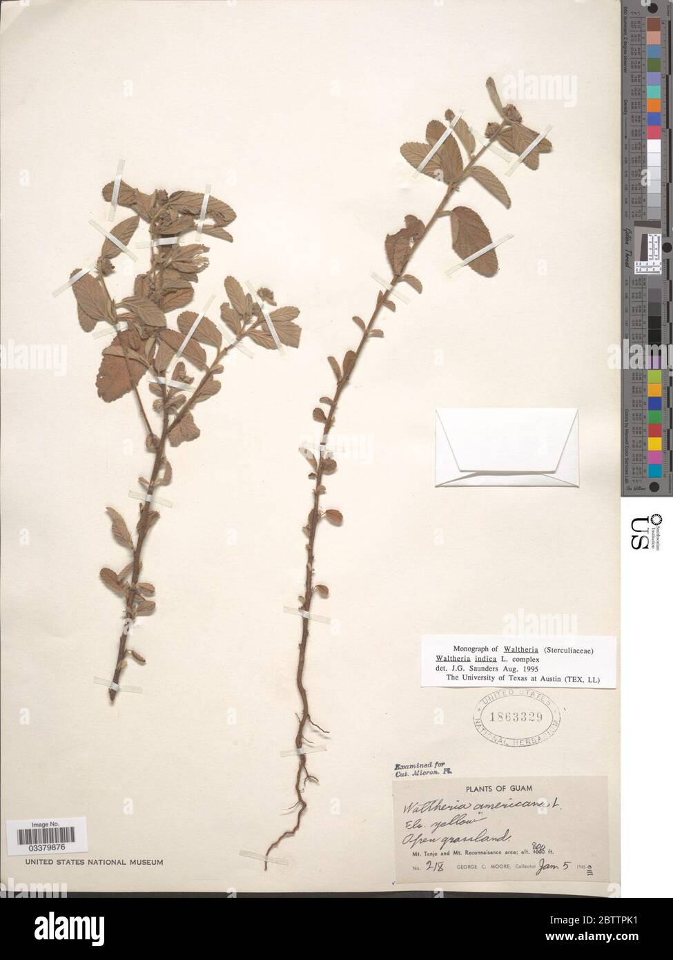 Waltheria indica L Stock Photo - Alamy