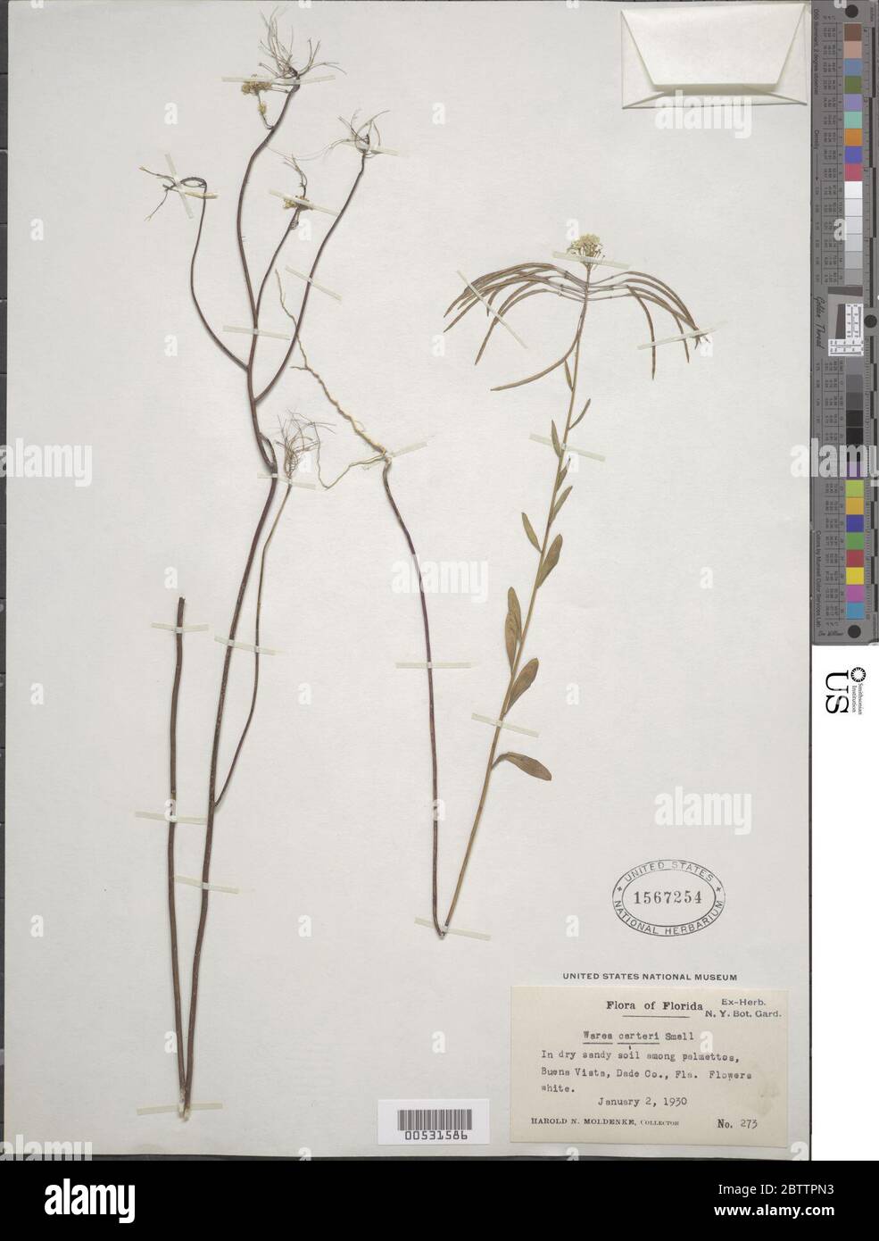 Warea hi-res stock photography and images - Alamy