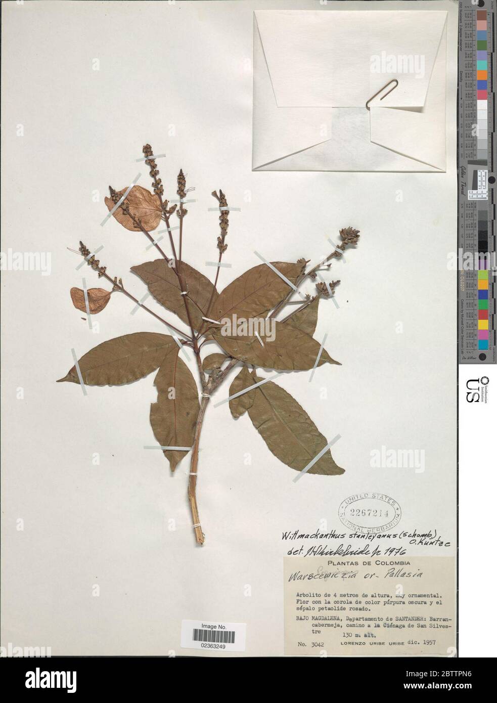 Wittmackanthus stanleyanus hi-res stock photography and images - Alamy