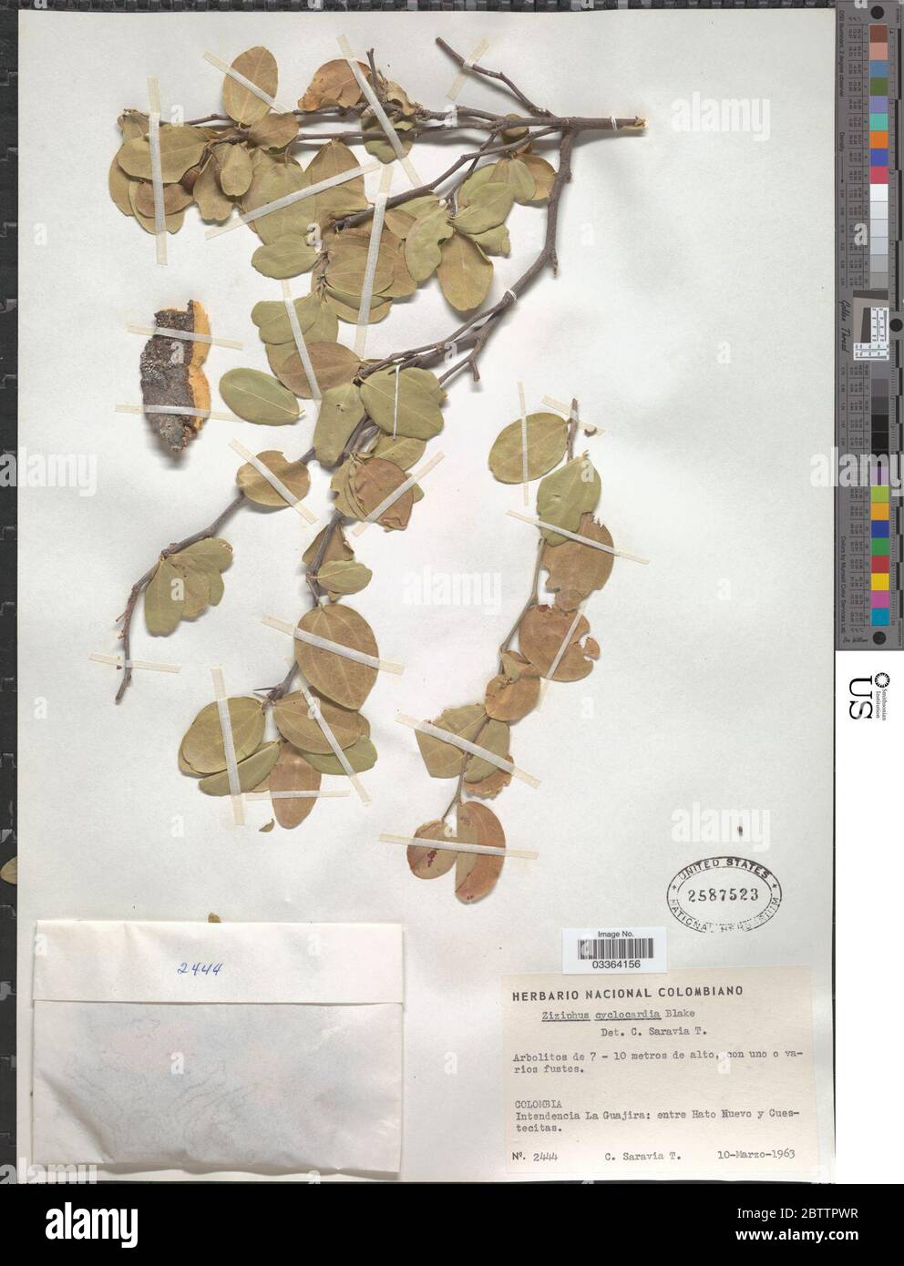 Ziziphus cyclocardia SF Blake Stock Photo - Alamy