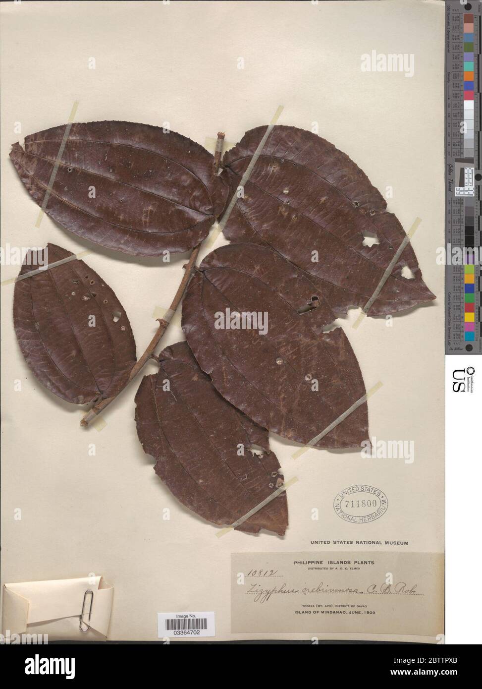 Ziziphus species identification hi-res stock photography and images - Alamy