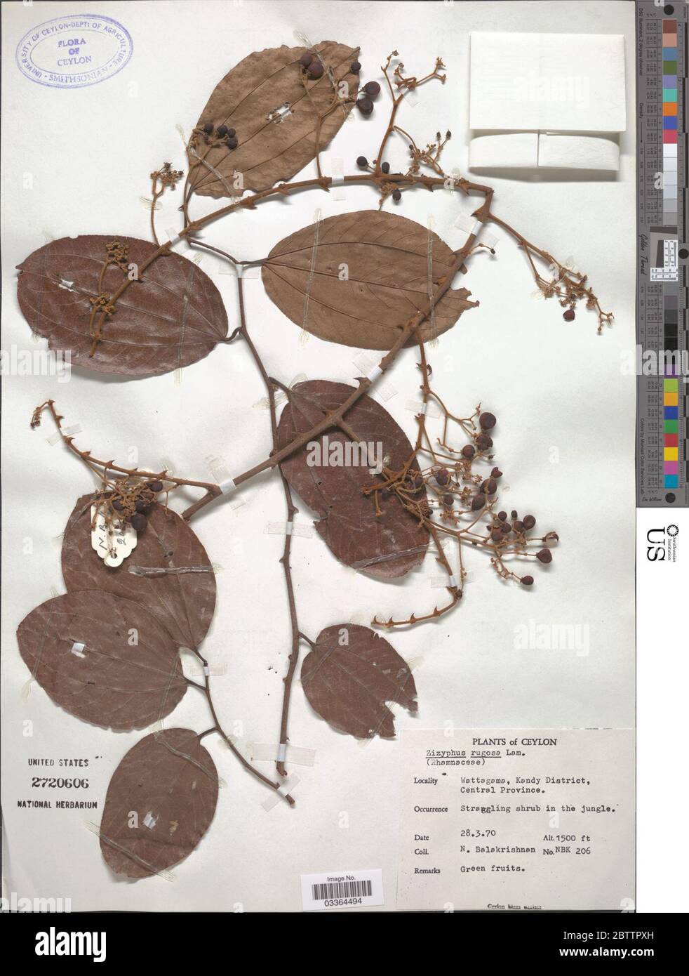 Ziziphus rugosa Lam Stock Photo - Alamy