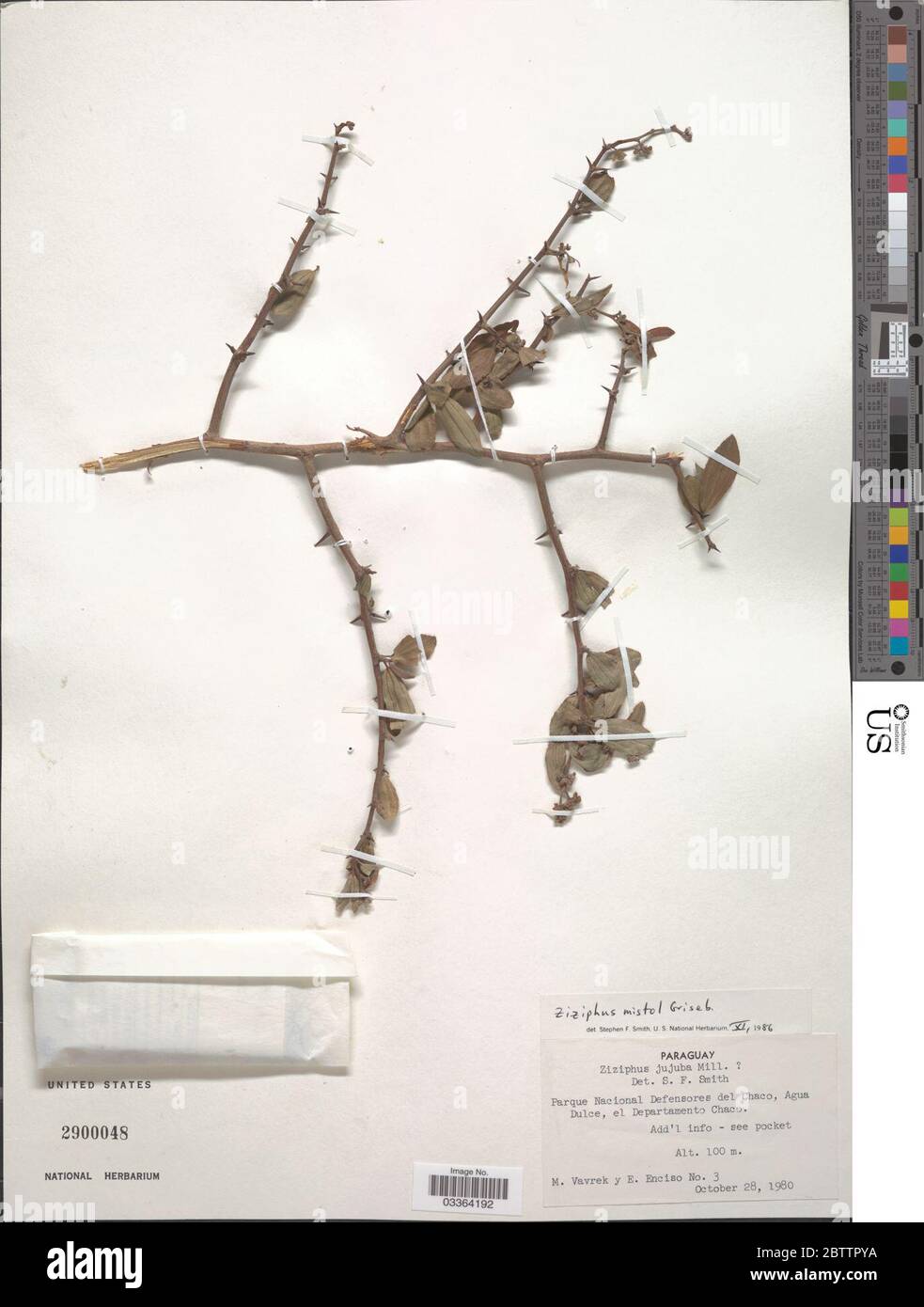 Ziziphus mistol hi-res stock photography and images - Alamy