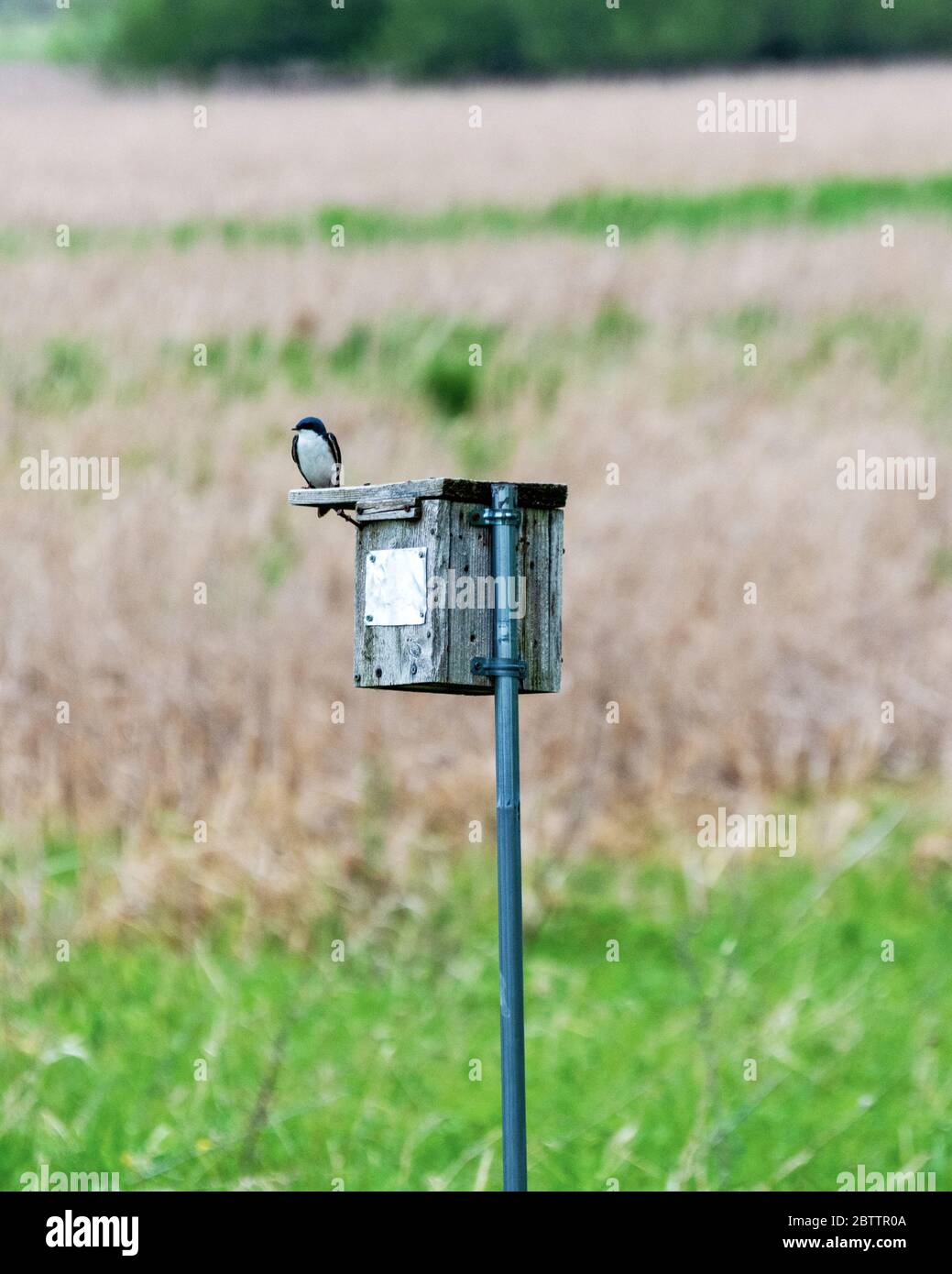 A tree swallow sits on a nesting box on the edge of a swampy meadow ...