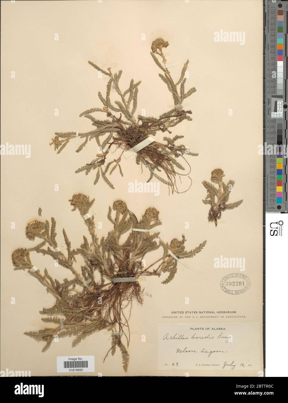 Achillea borealis Bong Stock Photo - Alamy