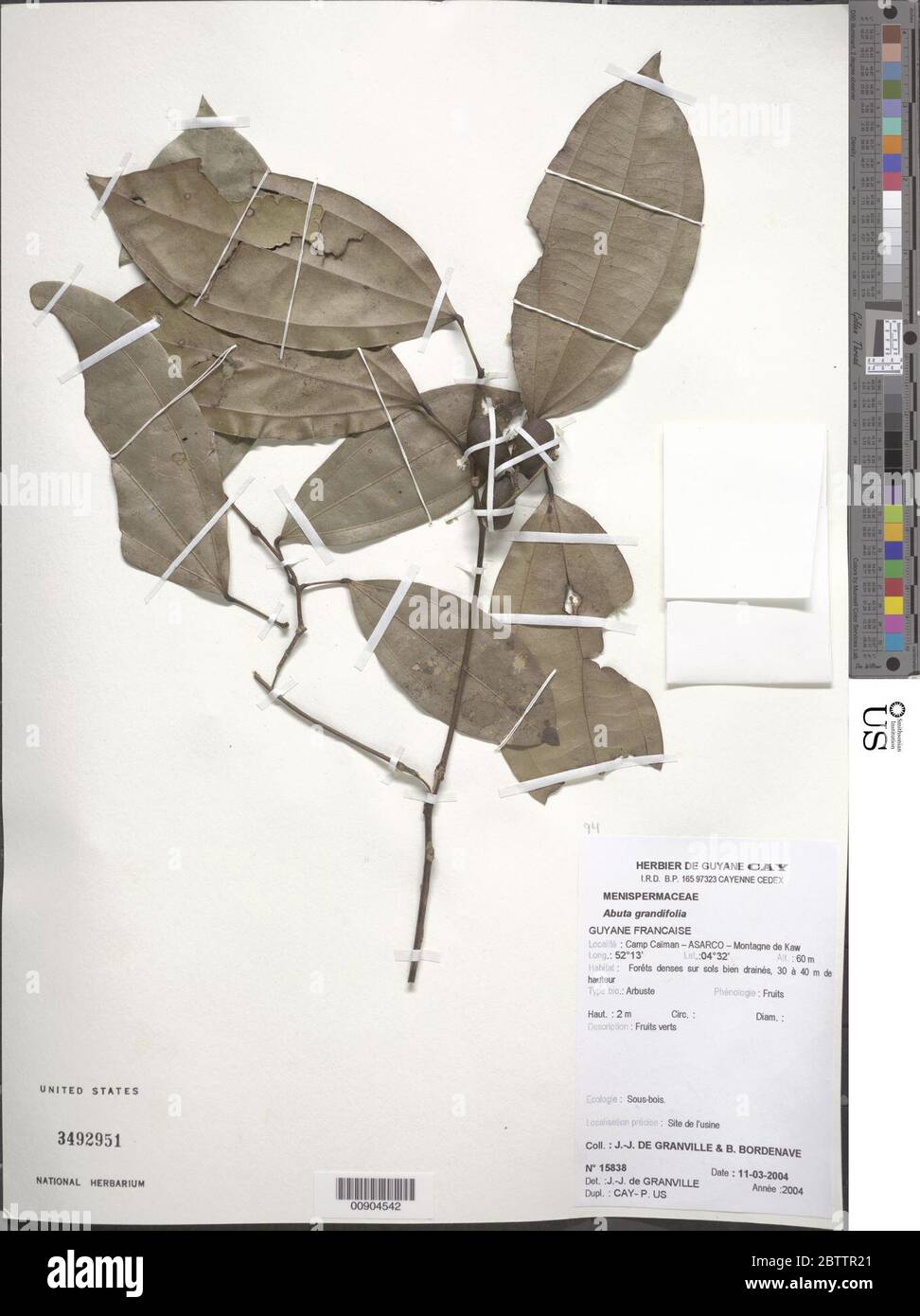 Abuta grandifolia Mart Sandwith Stock Photo - Alamy