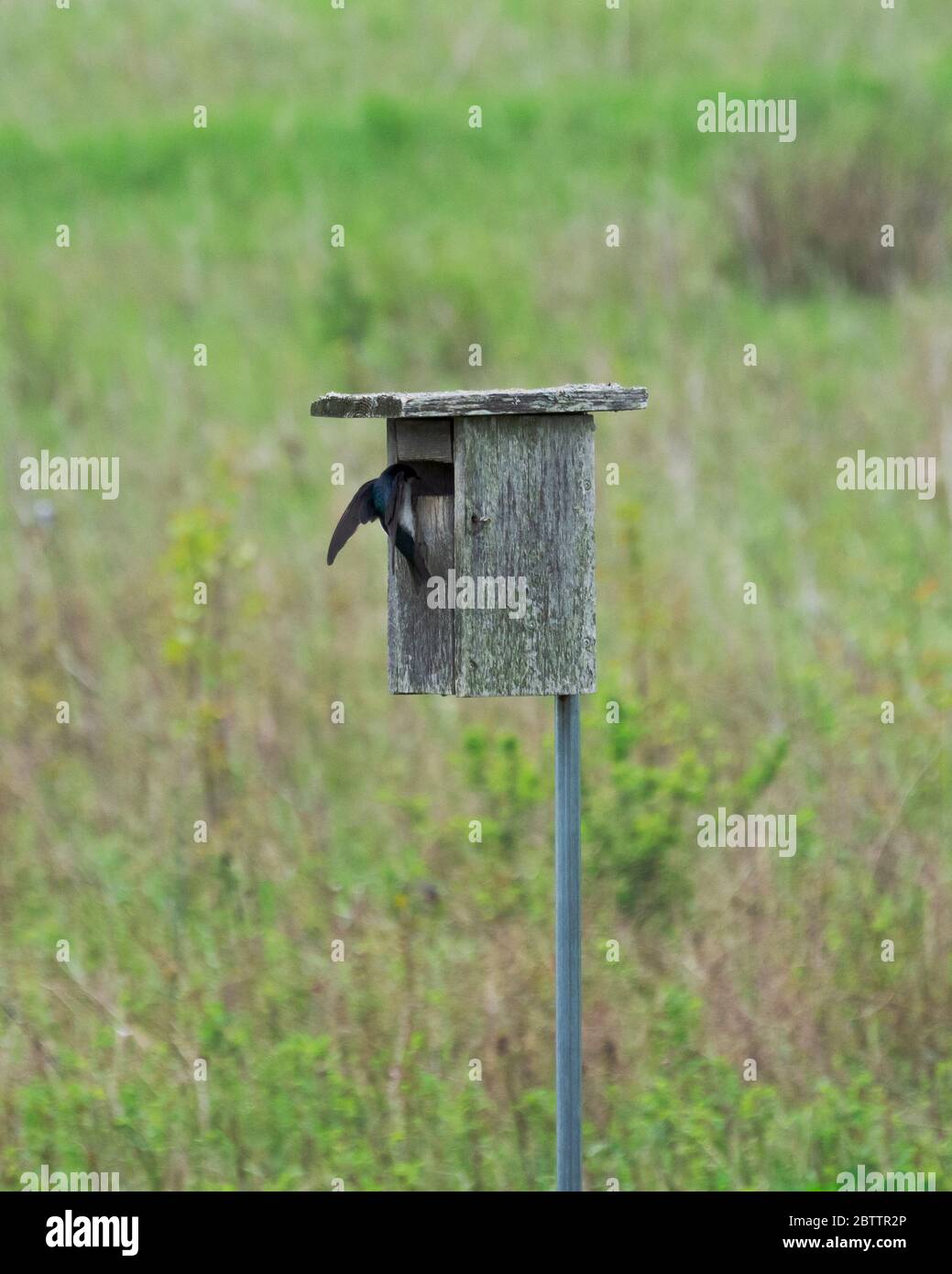 A tree swallow hangs on the side of a nesting box while tending the ...