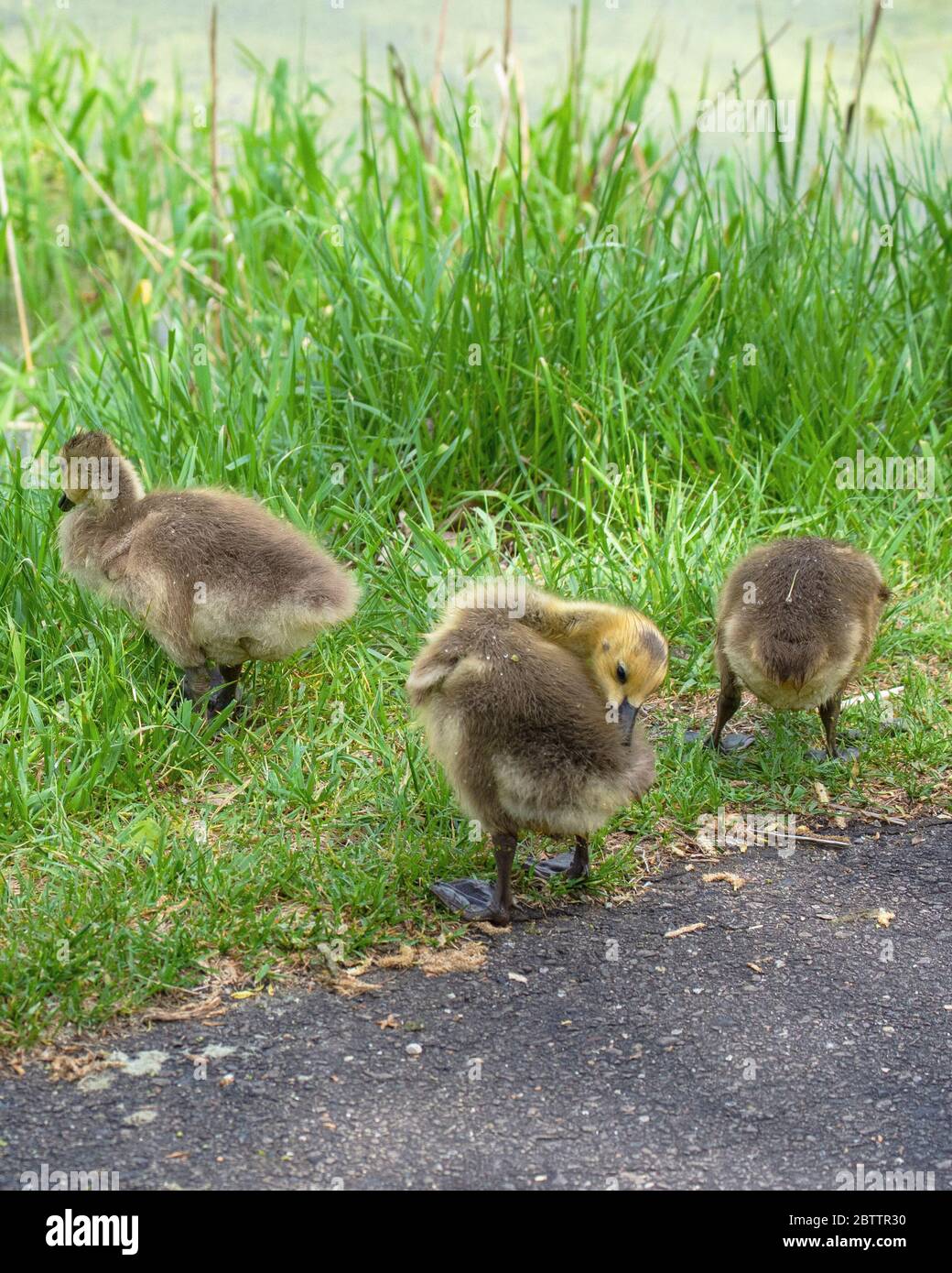 A trio of Canada Goose goslings preen themselves by the side of the ...