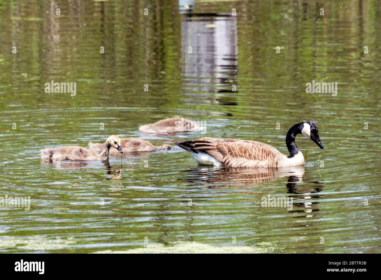 An adult Canada Goose out for a swim with goslings in tow Stock Photo ...