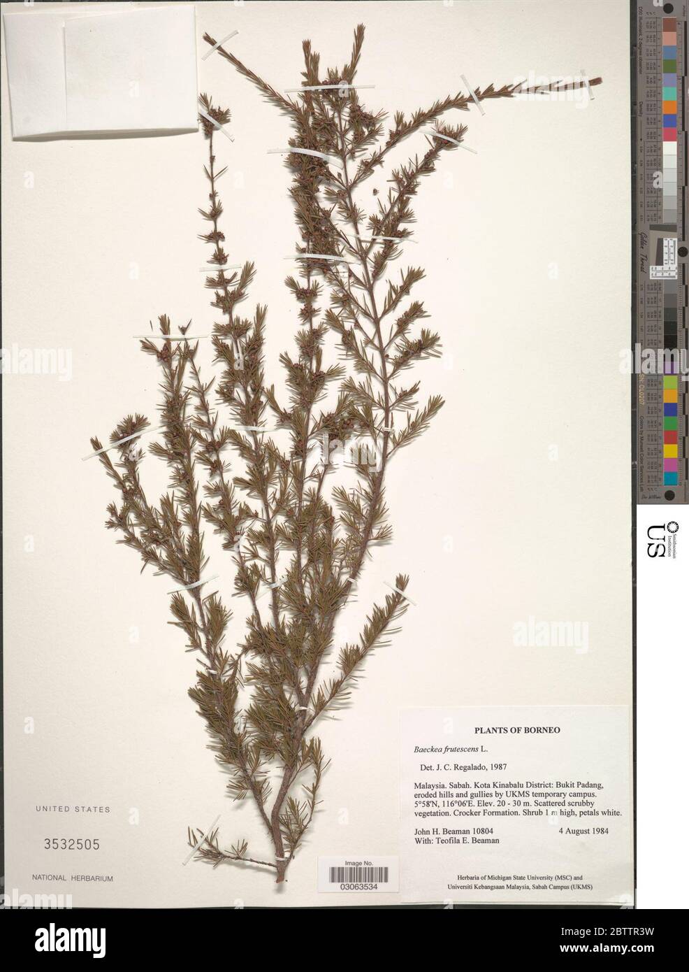 Baeckea frutescens hi-res stock photography and images - Alamy