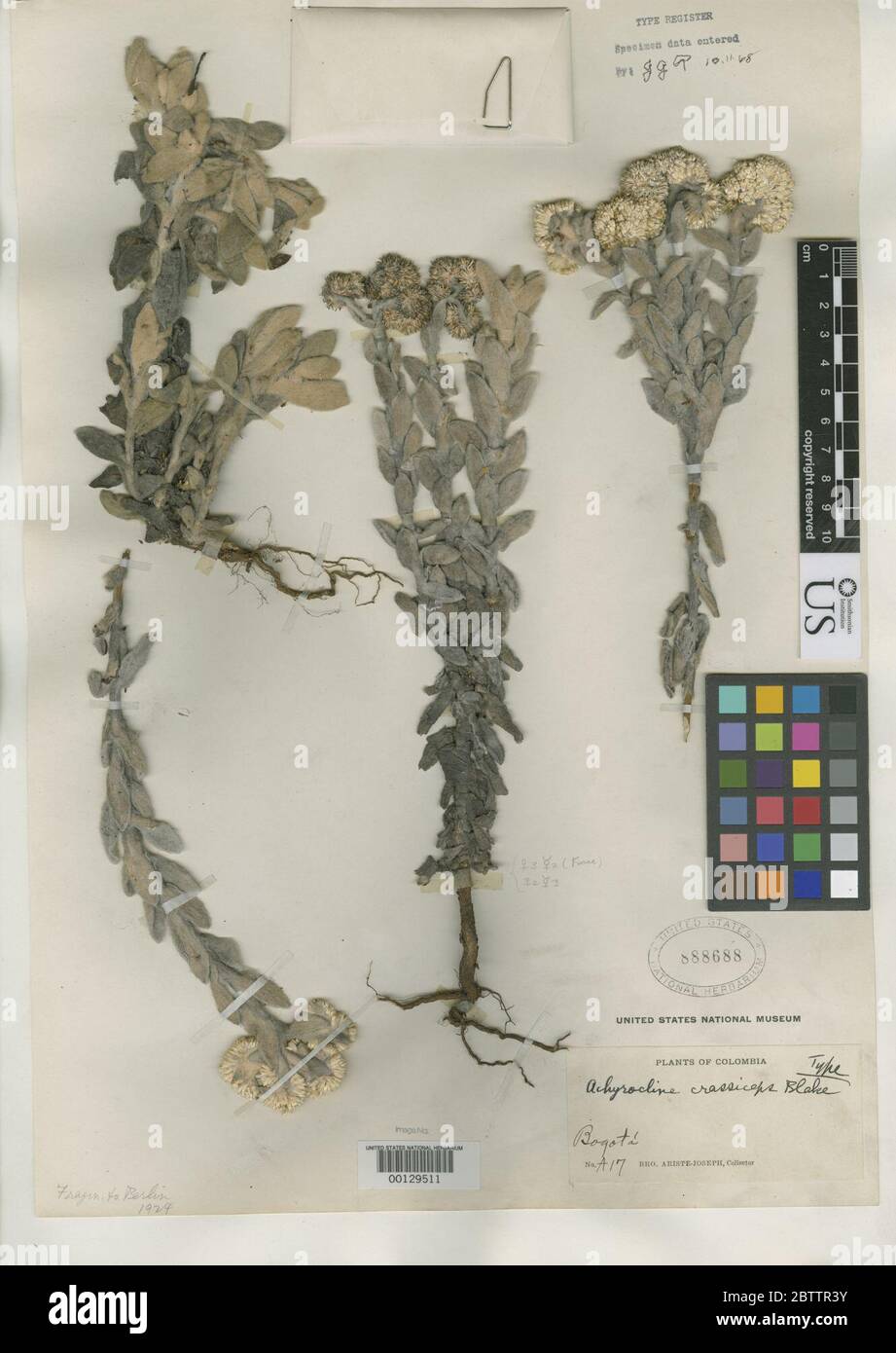 Achyrocline crassiceps SF Blake Stock Photo - Alamy