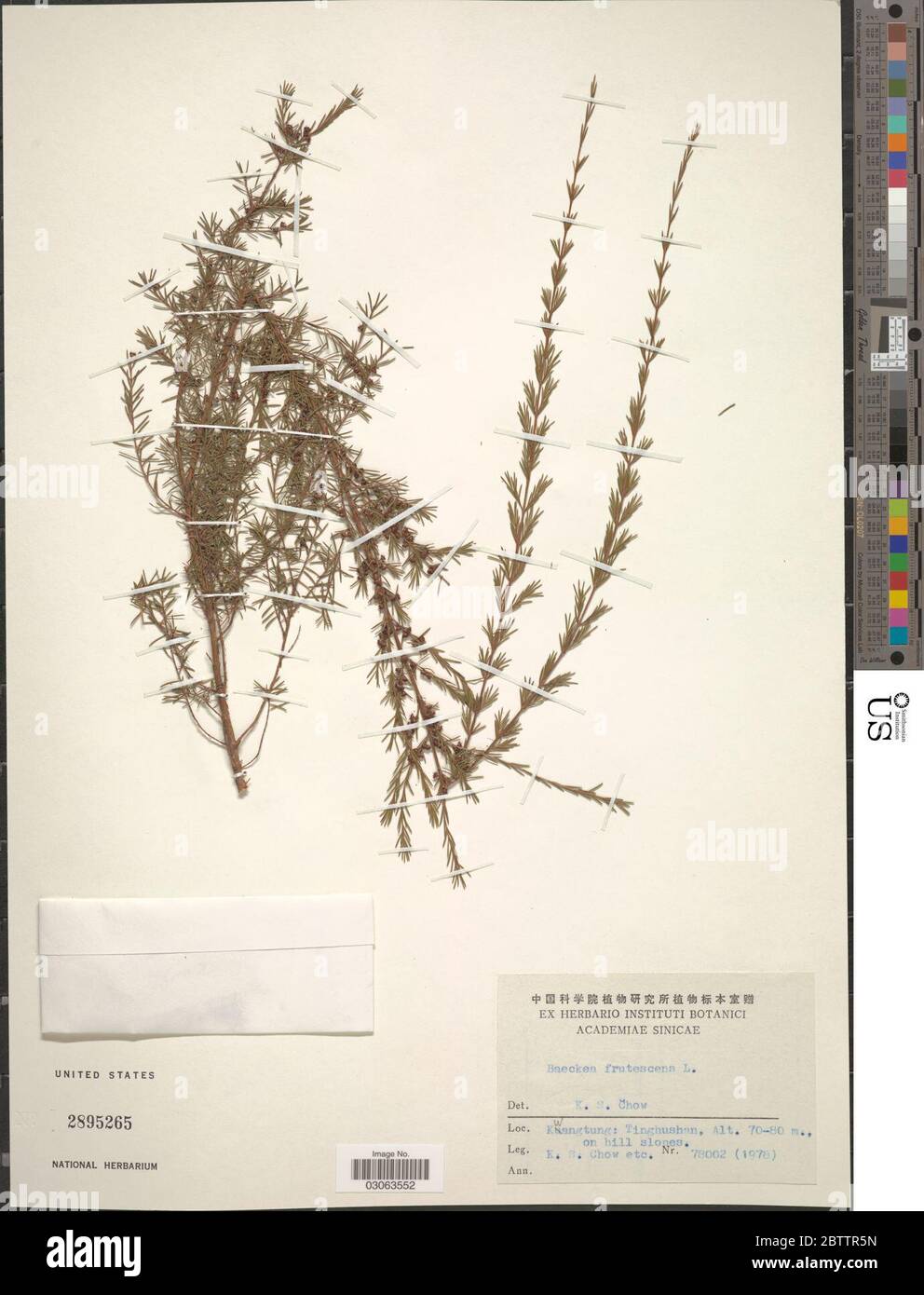 Baeckea frutescens hi-res stock photography and images - Alamy