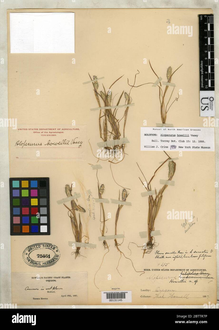 Howellii hi-res stock photography and images - Alamy