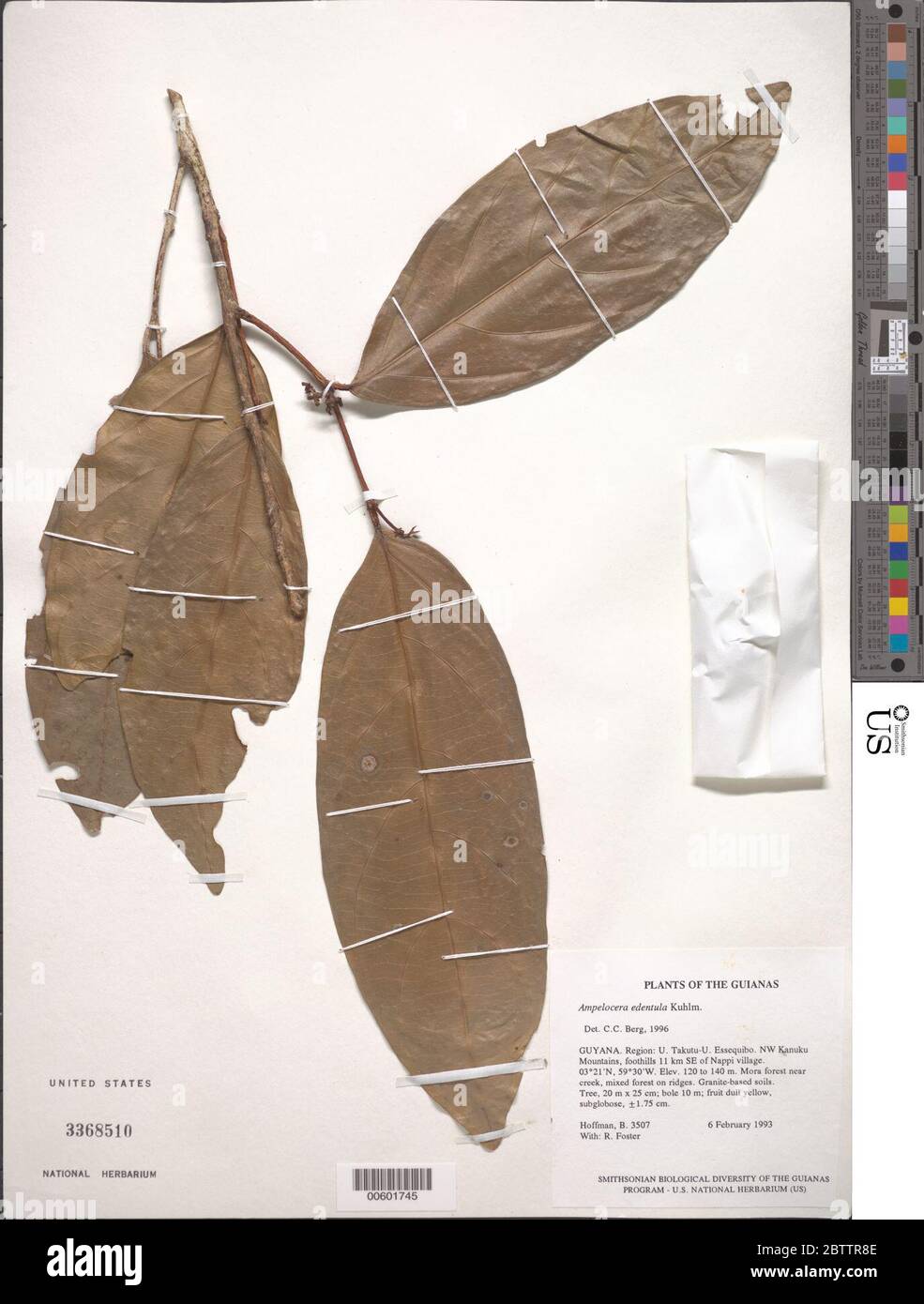 Ampelocera hi-res stock photography and images - Alamy