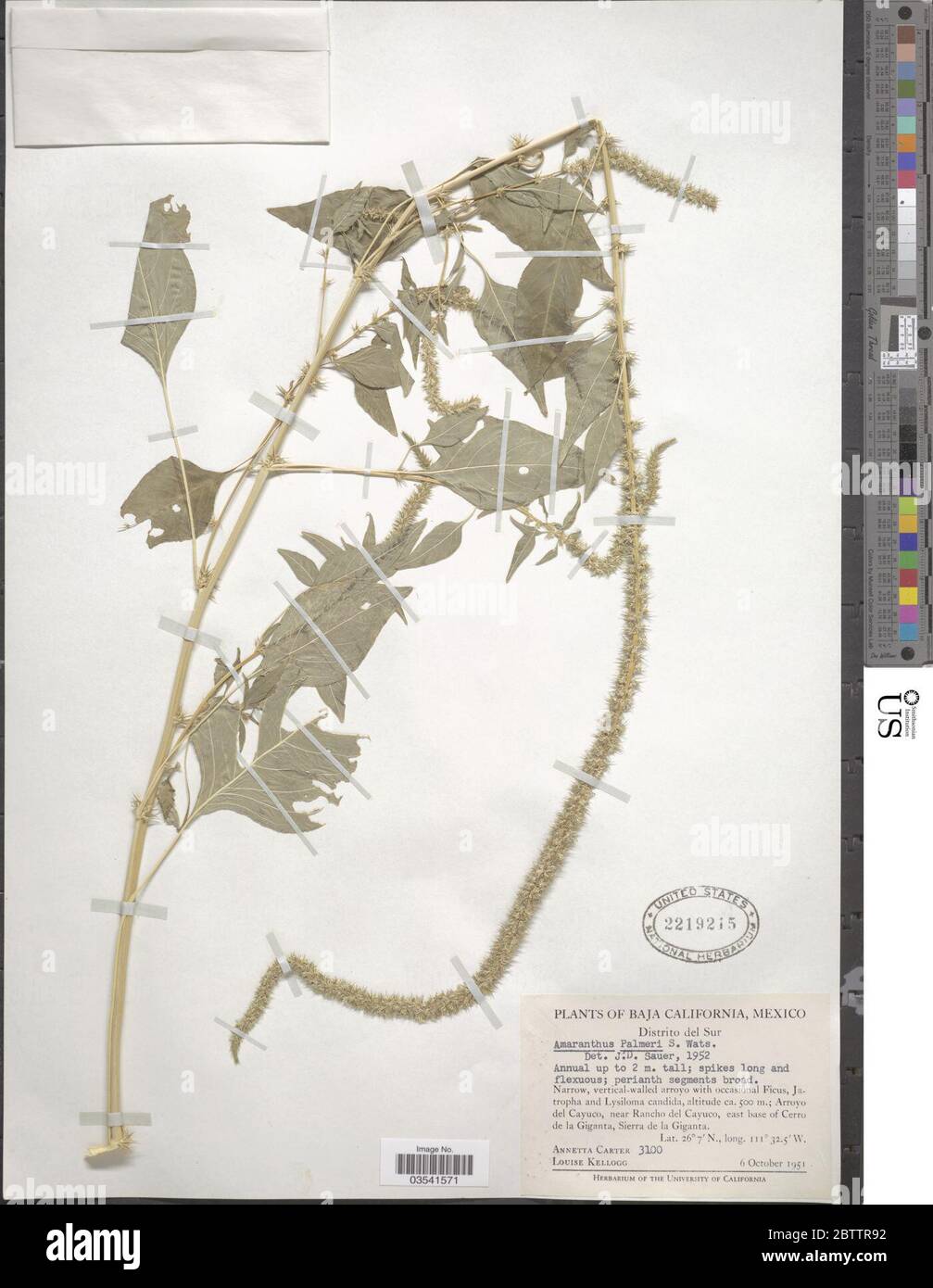 Amaranthus palmeri S Watson Stock Photo - Alamy