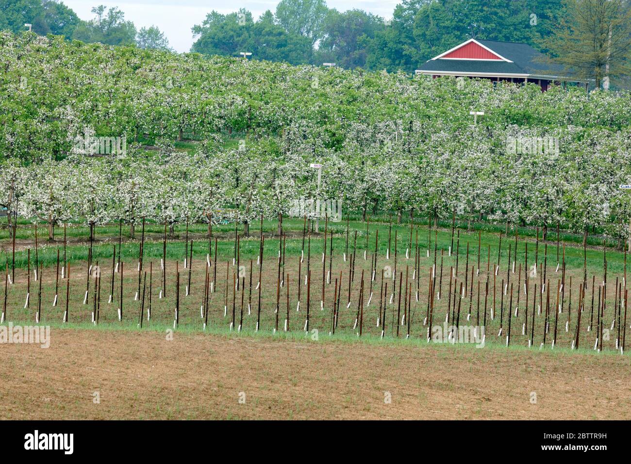 Apple trees in bloom hi-res stock photography and images - Alamy