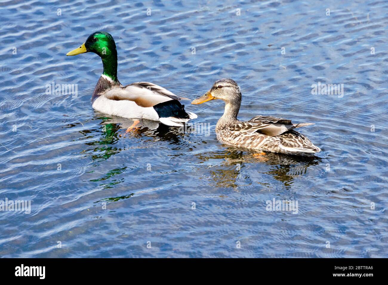 Mallard duck male female mating hi-res stock photography and images - Alamy