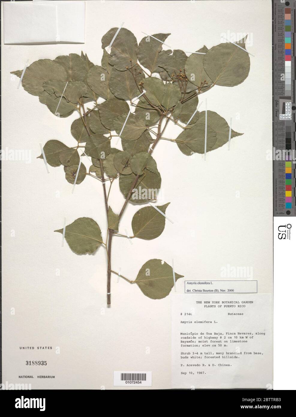 Amyris hi-res stock photography and images - Alamy