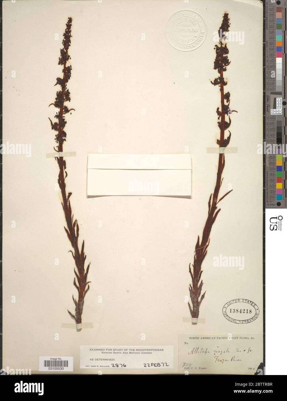 Allotropa virgata hi-res stock photography and images - Alamy