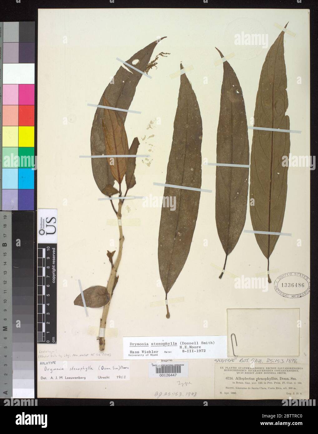 Alloplectus hi-res stock photography and images - Alamy