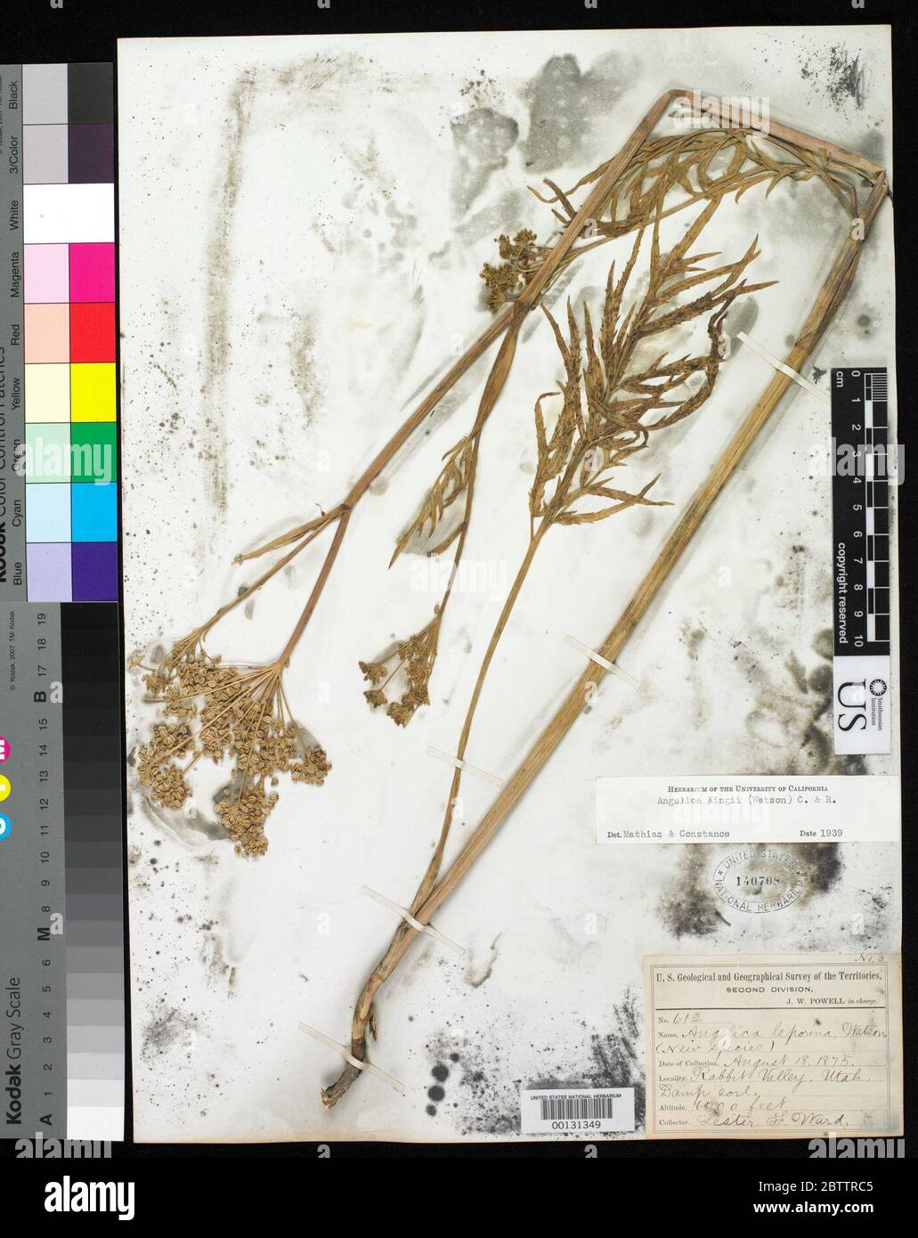 Angelica genus hi-res stock photography and images - Alamy