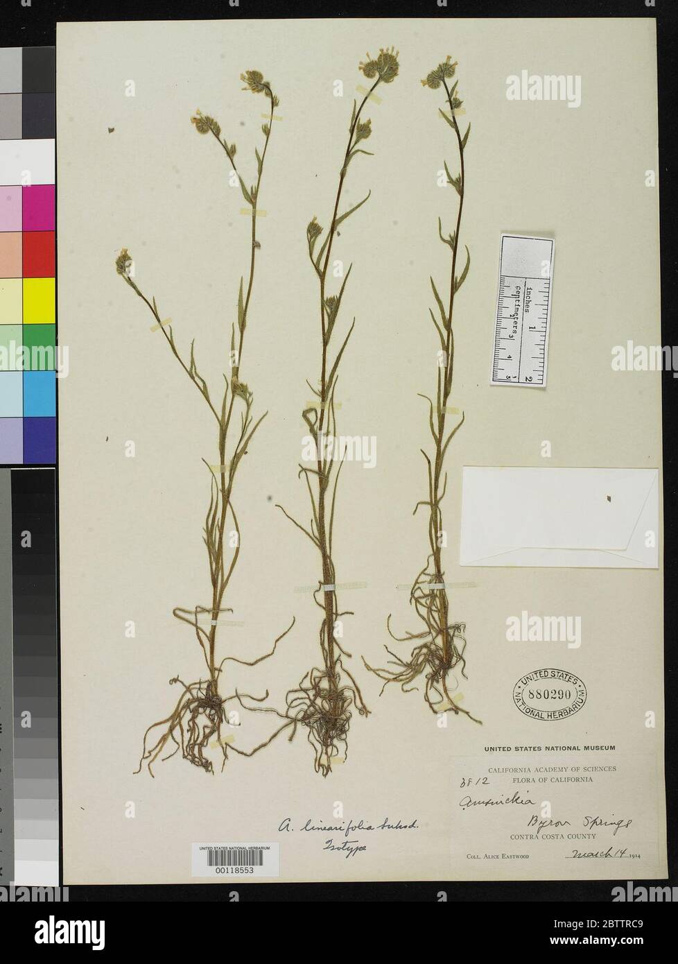 Linearifolia High Resolution Stock Photography and Images - Alamy