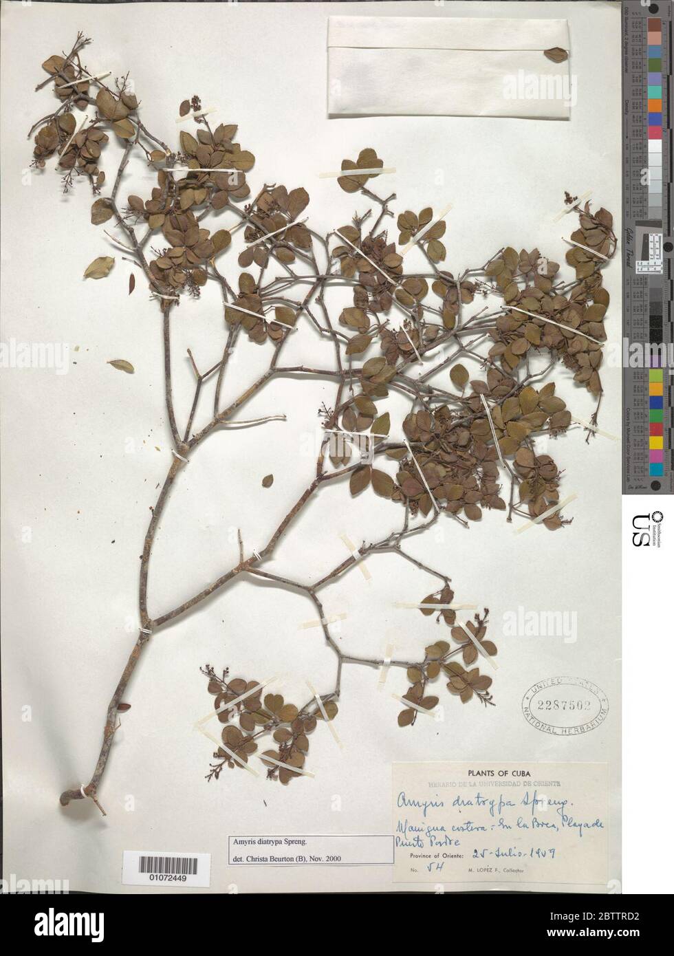 Amyris hi-res stock photography and images - Alamy