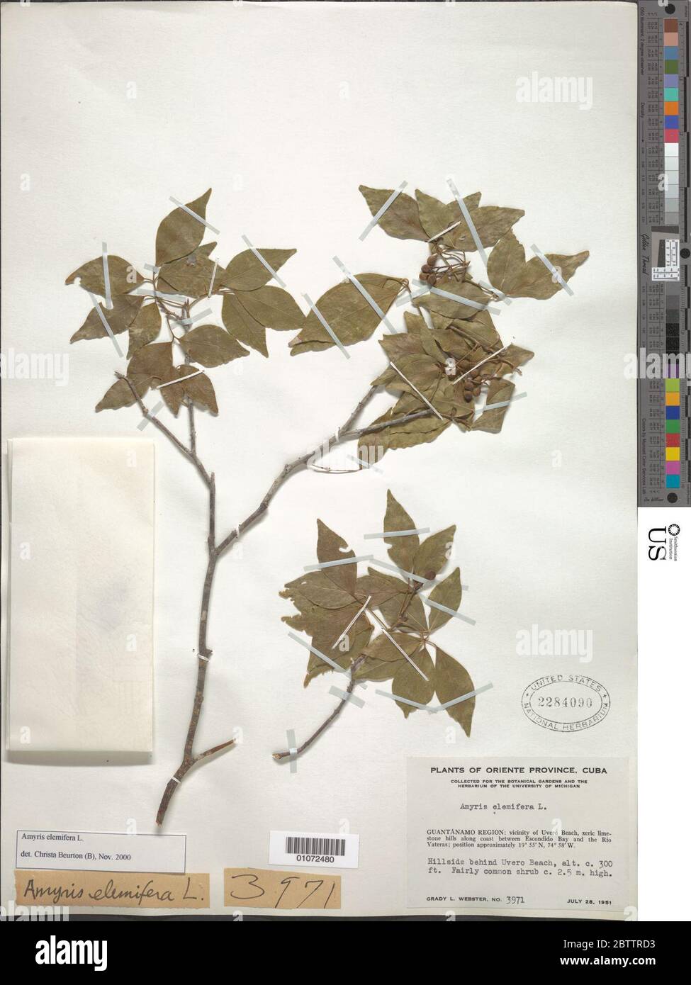 Amyris hi-res stock photography and images - Alamy