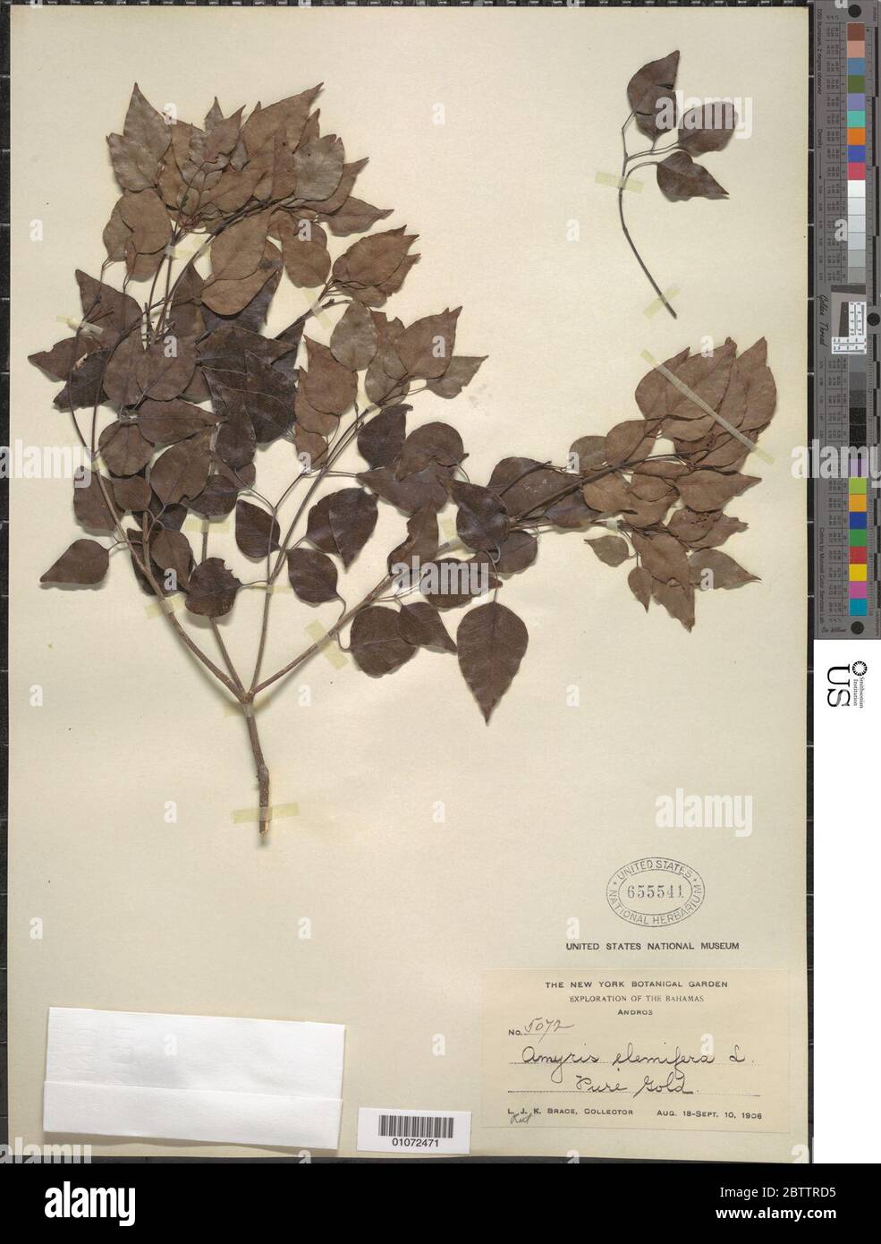 Amyris hi-res stock photography and images - Alamy