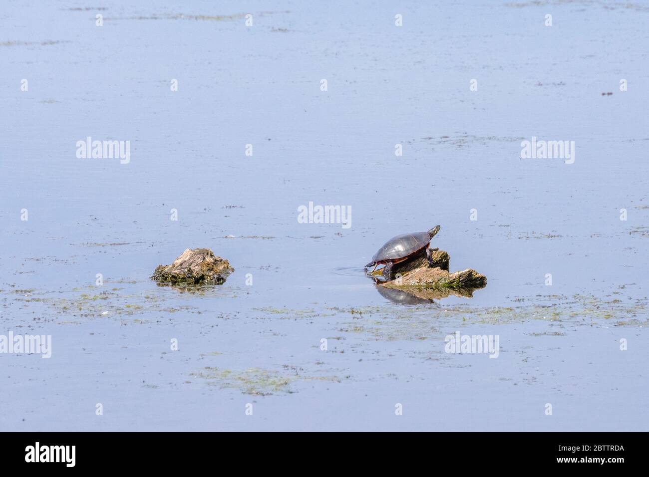 Western swamp tortoise hi-res stock photography and images - Alamy