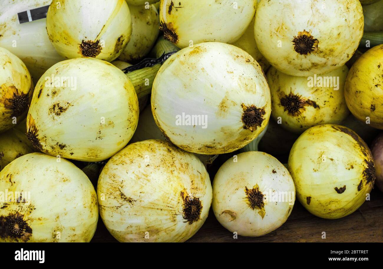 Onions for vitamins and minerals hi-res stock photography and images ...