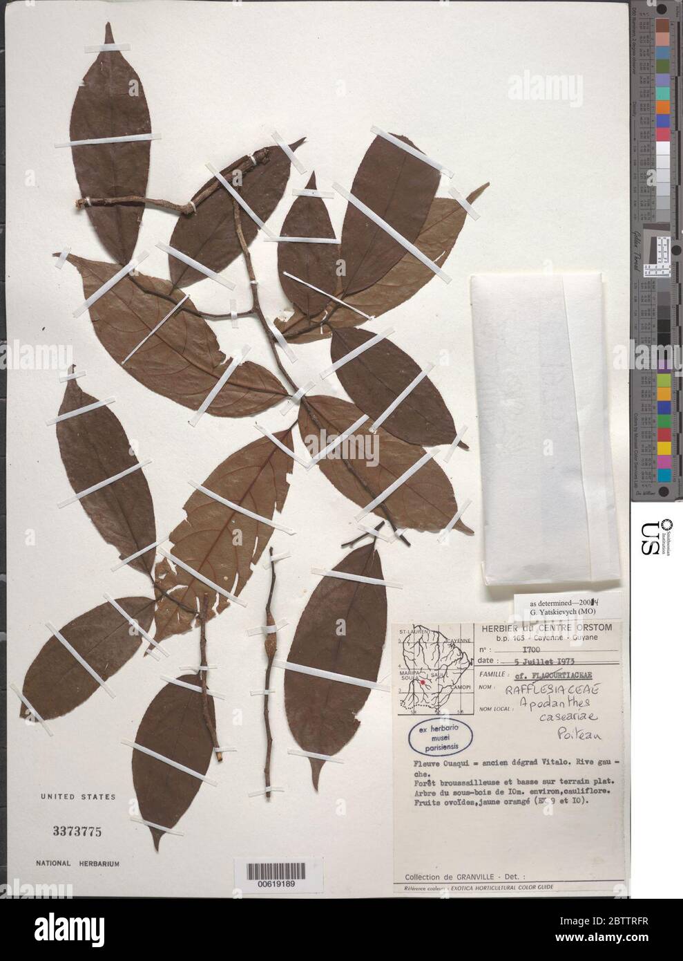 Apodanthes hi-res stock photography and images - Alamy