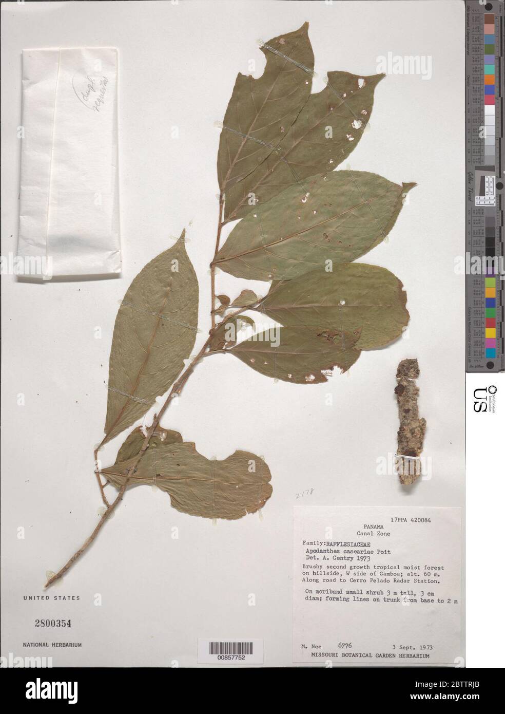 Apodanthes hi-res stock photography and images - Alamy