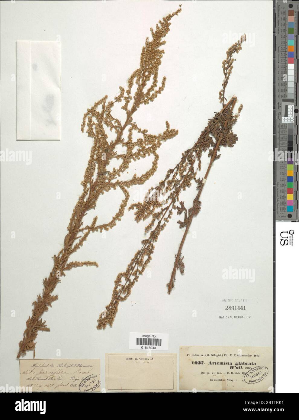 Artemisia parviflora Roxb Stock Photo - Alamy