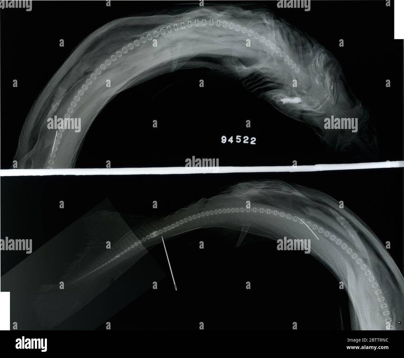 Centroscymnus crepidater hi-res stock photography and images - Alamy