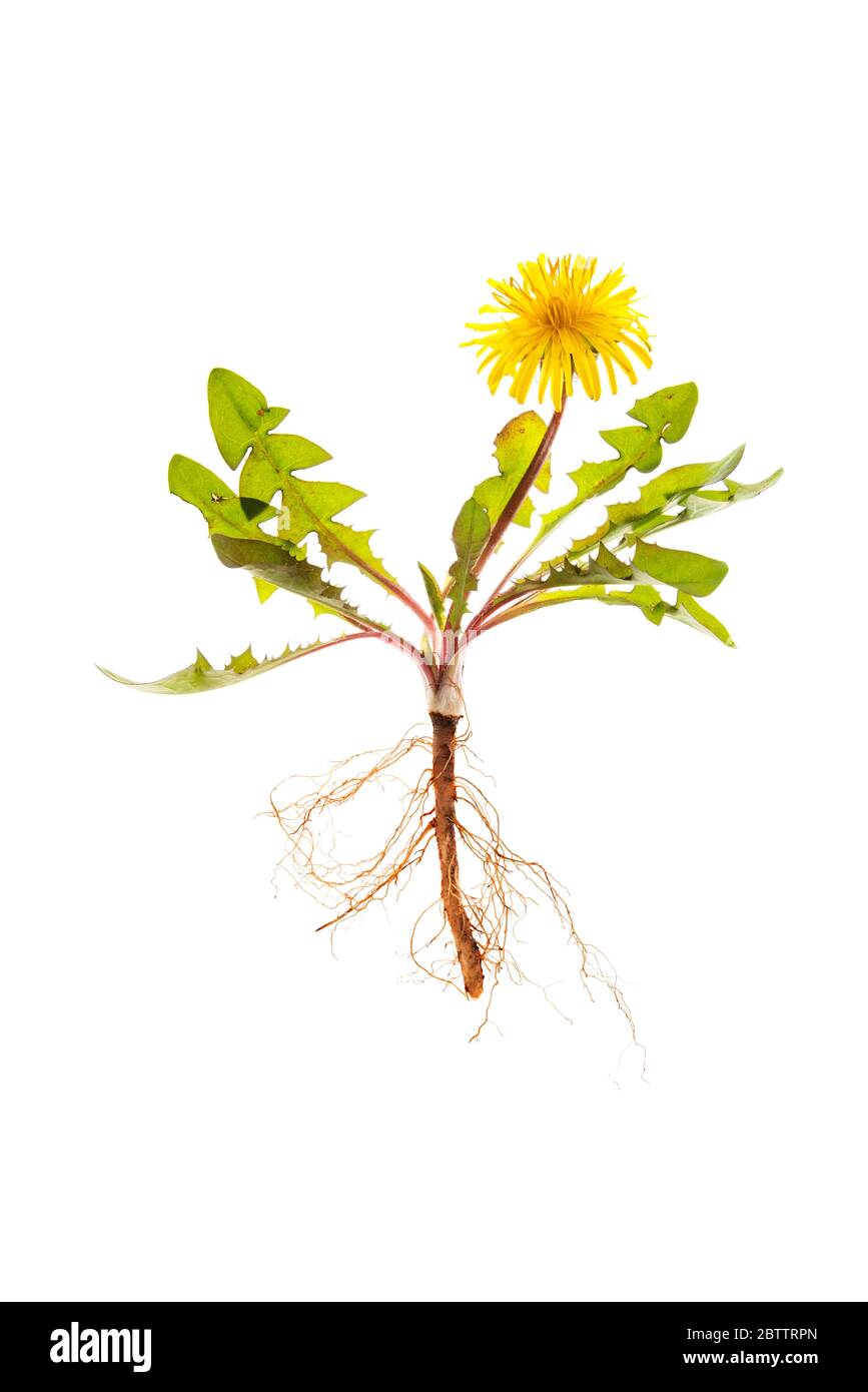 Dandelion (Taraxacum officinale) showing the whole plant - roots ...
