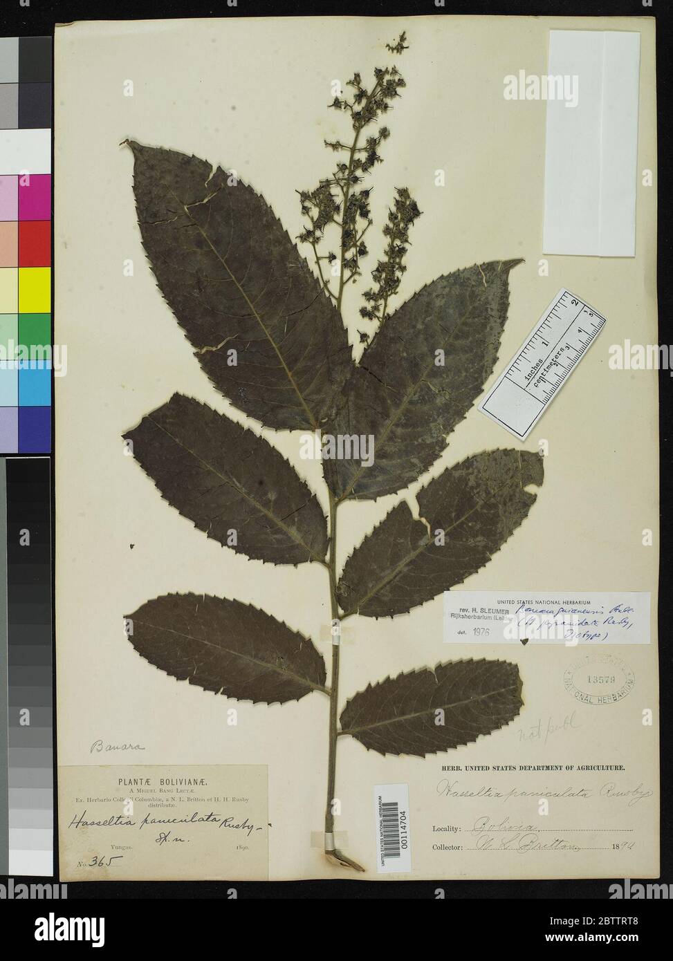 Banara pyramidata Rusby Stock Photo - Alamy