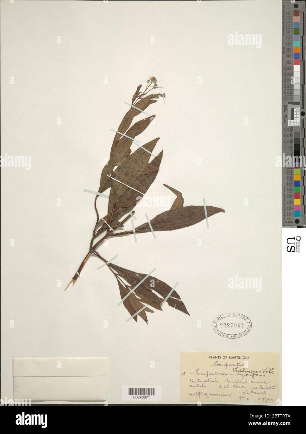 Ayapana triplinervis hi-res stock photography and images - Alamy