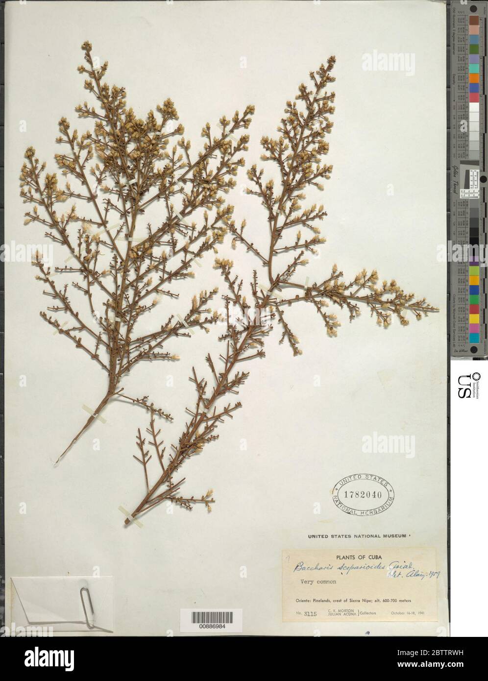Baccharis scoparioides Griseb Stock Photo - Alamy