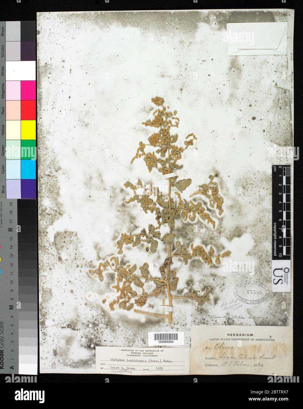 Atriplex lentiformis hi-res stock photography and images - Alamy