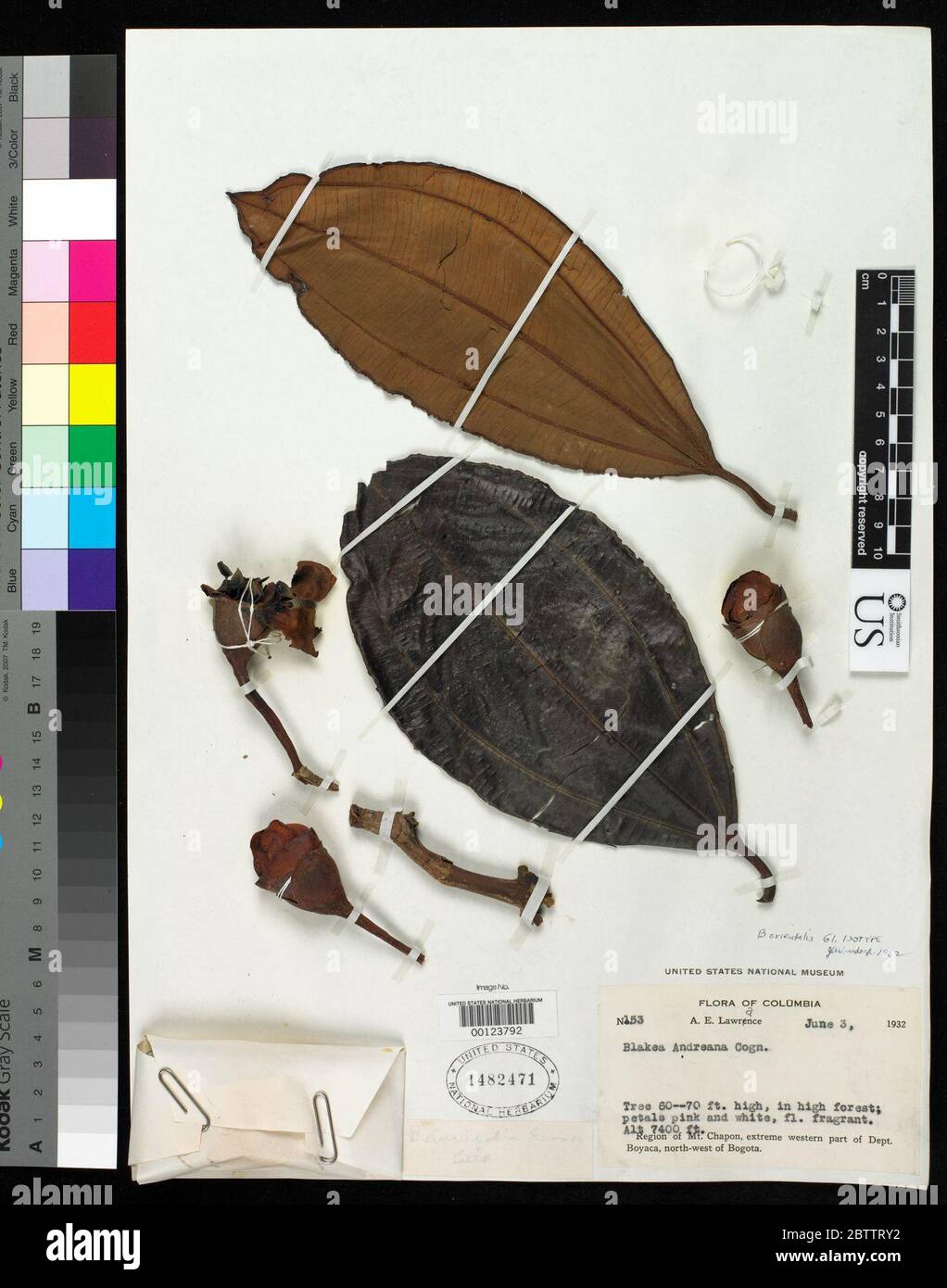 Blakea hi-res stock photography and images - Alamy