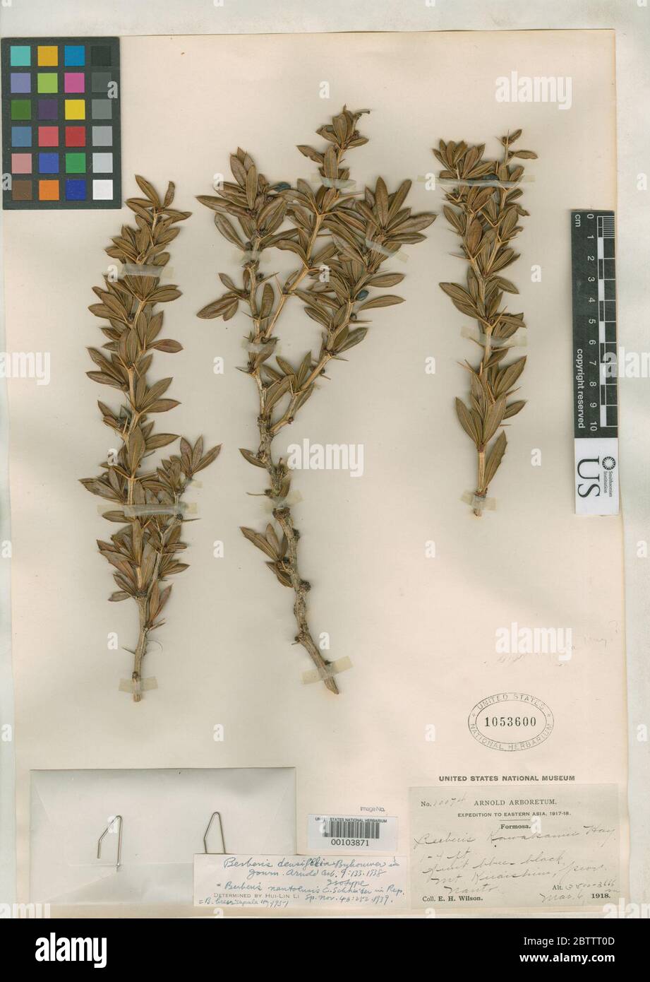 Berberis densifolia Bijh Stock Photo - Alamy