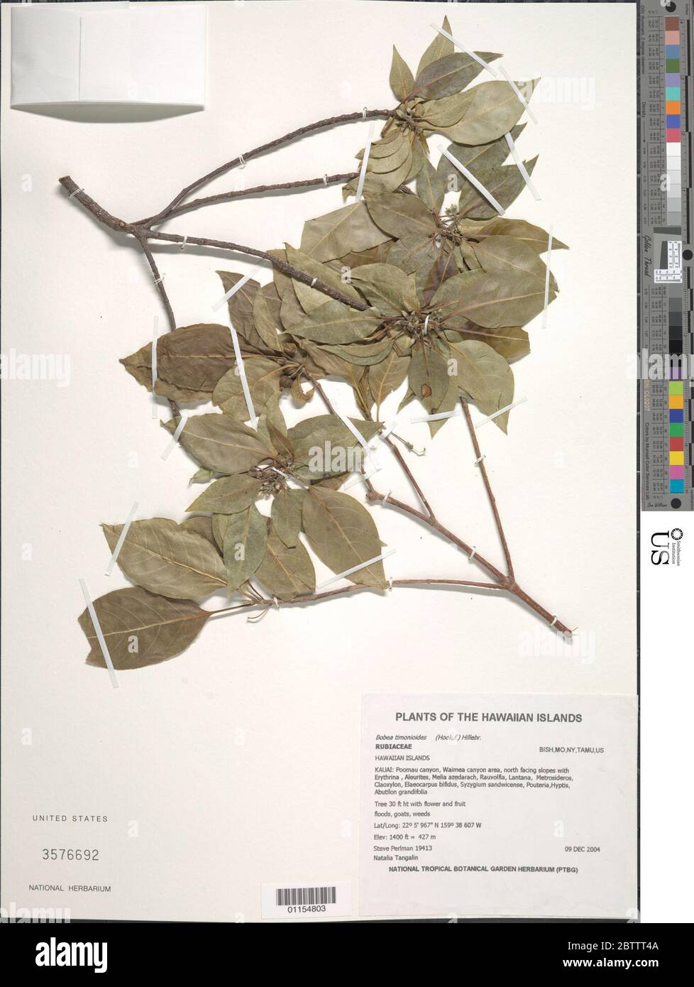 Bobea timonioides Hook f Hillebr Stock Photo - Alamy
