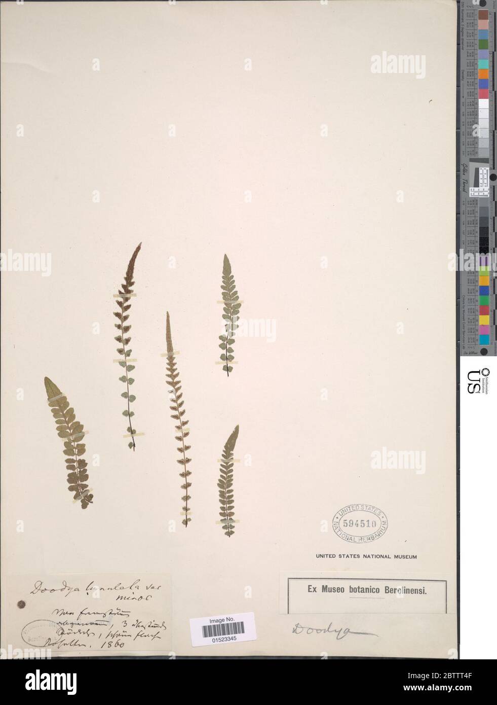 Blechnum blechnum sp hi-res stock photography and images - Alamy