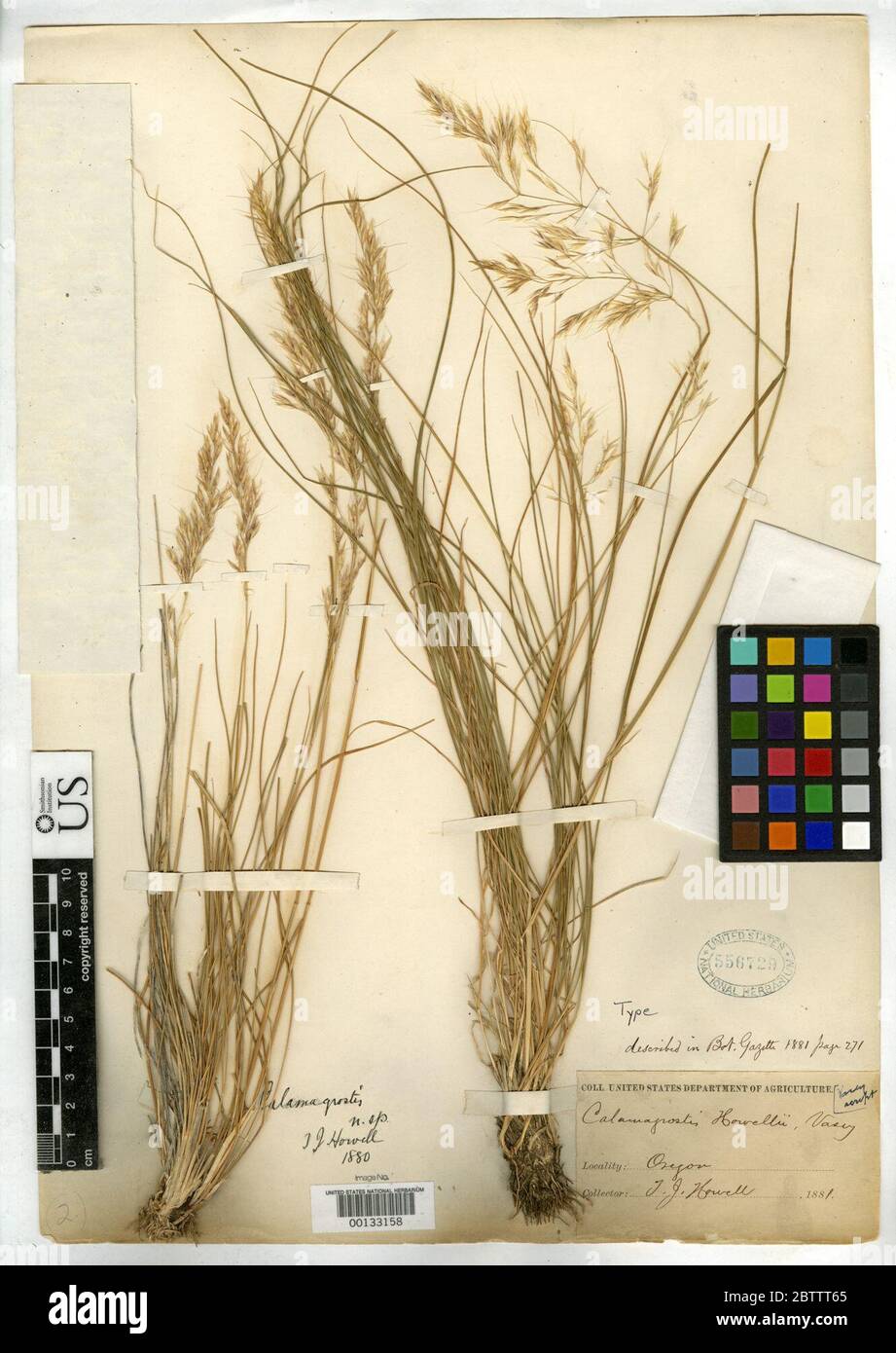 Howellii hi-res stock photography and images - Alamy