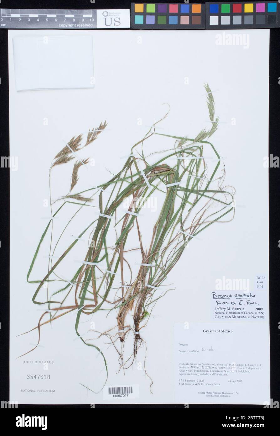 Anomalus High Resolution Stock Photography and Images - Alamy